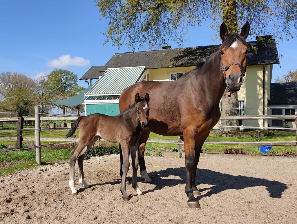 Fohlen 2022 – weiter geht´s › Gestüt Letter Berg - Pferdezucht im Herzen des Münsterlandes