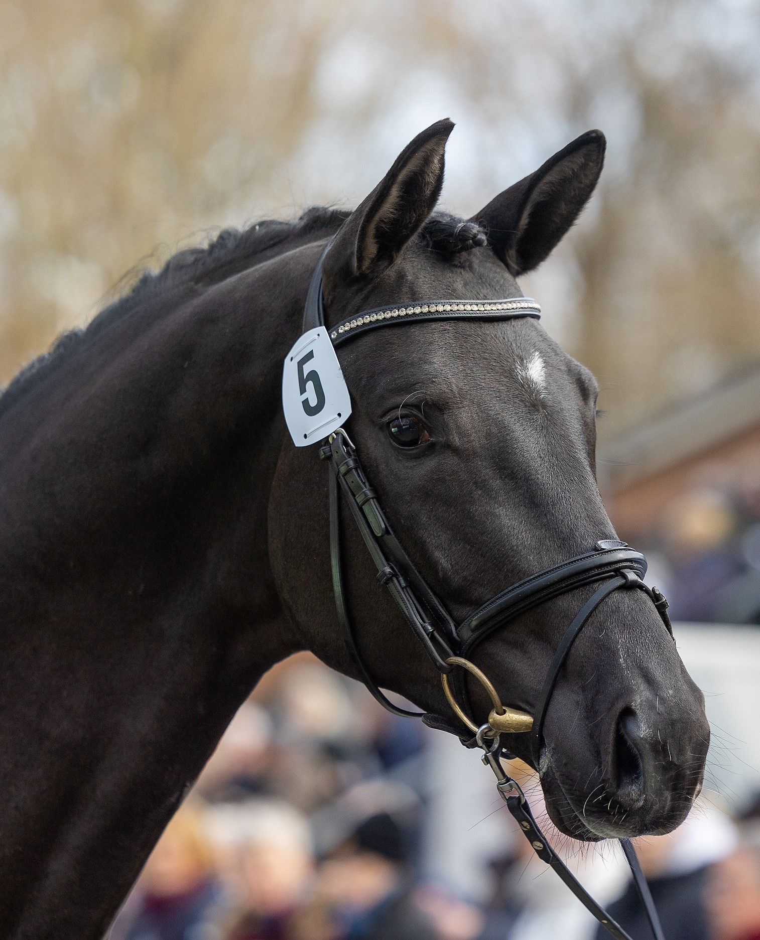 Hirtenstern v. E.H. Hirtentanz – Neuer Junghengst jetzt bei uns ...